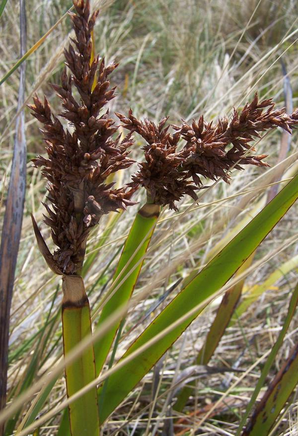 Coast Sword-sedge | plantselector.warrnambool.vic.gov.au Coast Sword-sedge | plantselector.warrnambool.vic.gov.au